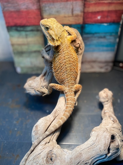 Hype Double Het Trans/Witblits Poss Het Zero Central Bearded Dragon by ...