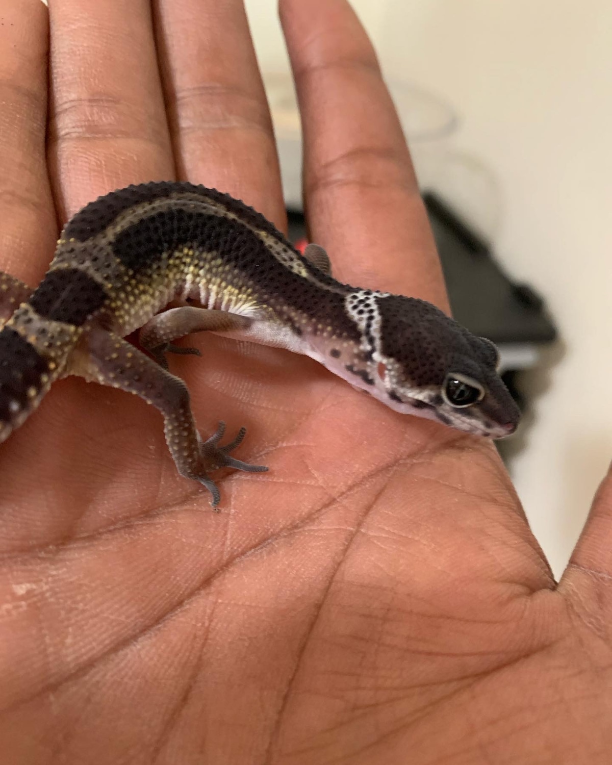 87.5% Black Night 12.5% Black Pearl Charcoal Leopard Gecko by Lewis ...