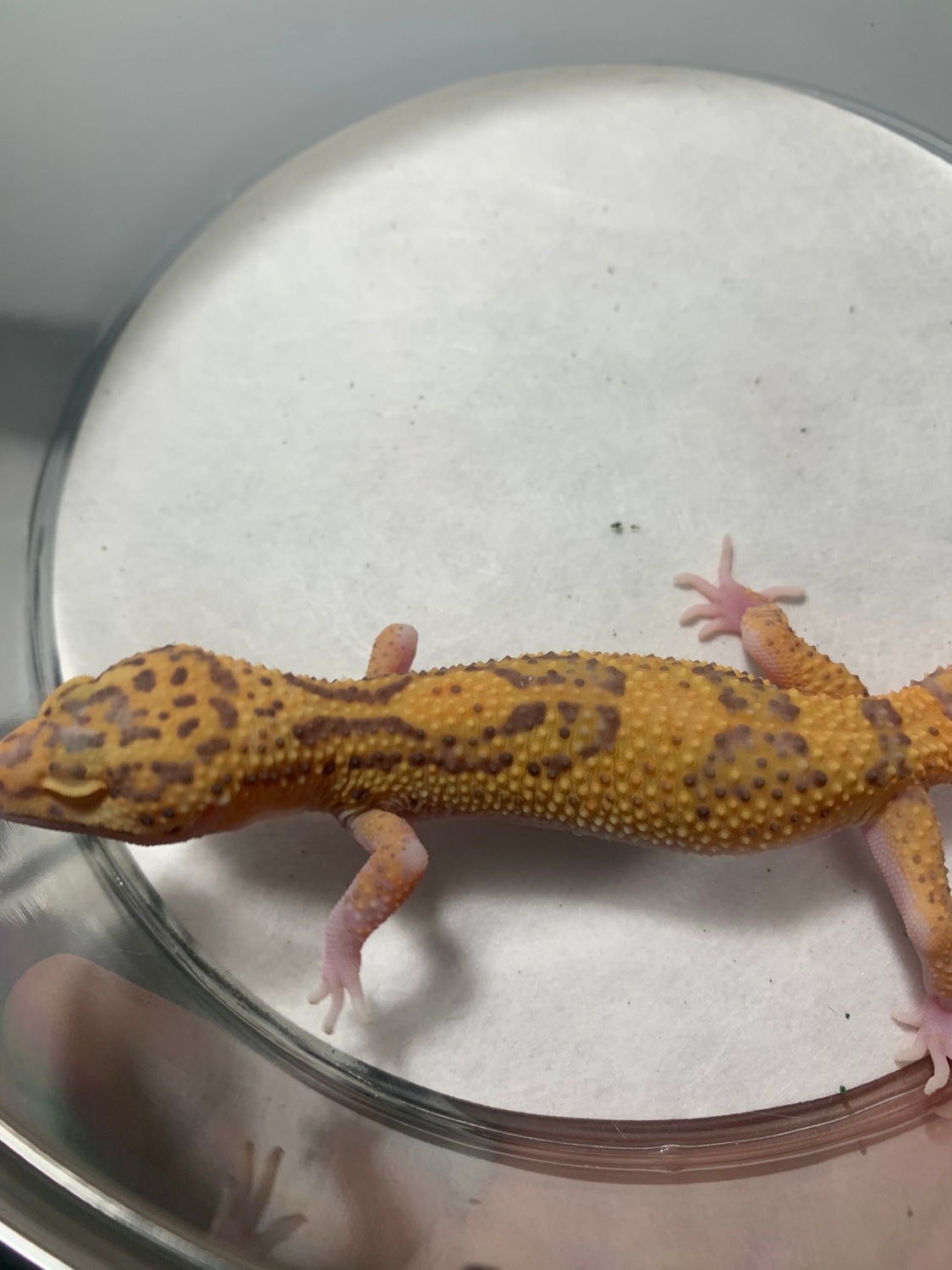 Electric Radar Leopard Gecko by Lewis Family Reptiles - MorphMarket