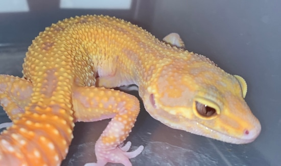 Reverse Stripe Tangerine Raptor Leopard Gecko by Lewis Family Reptiles ...