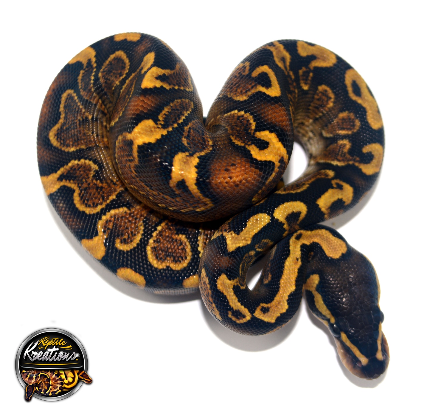 GHI Yellowbelly Ball Python by ReptileKreations - MorphMarket