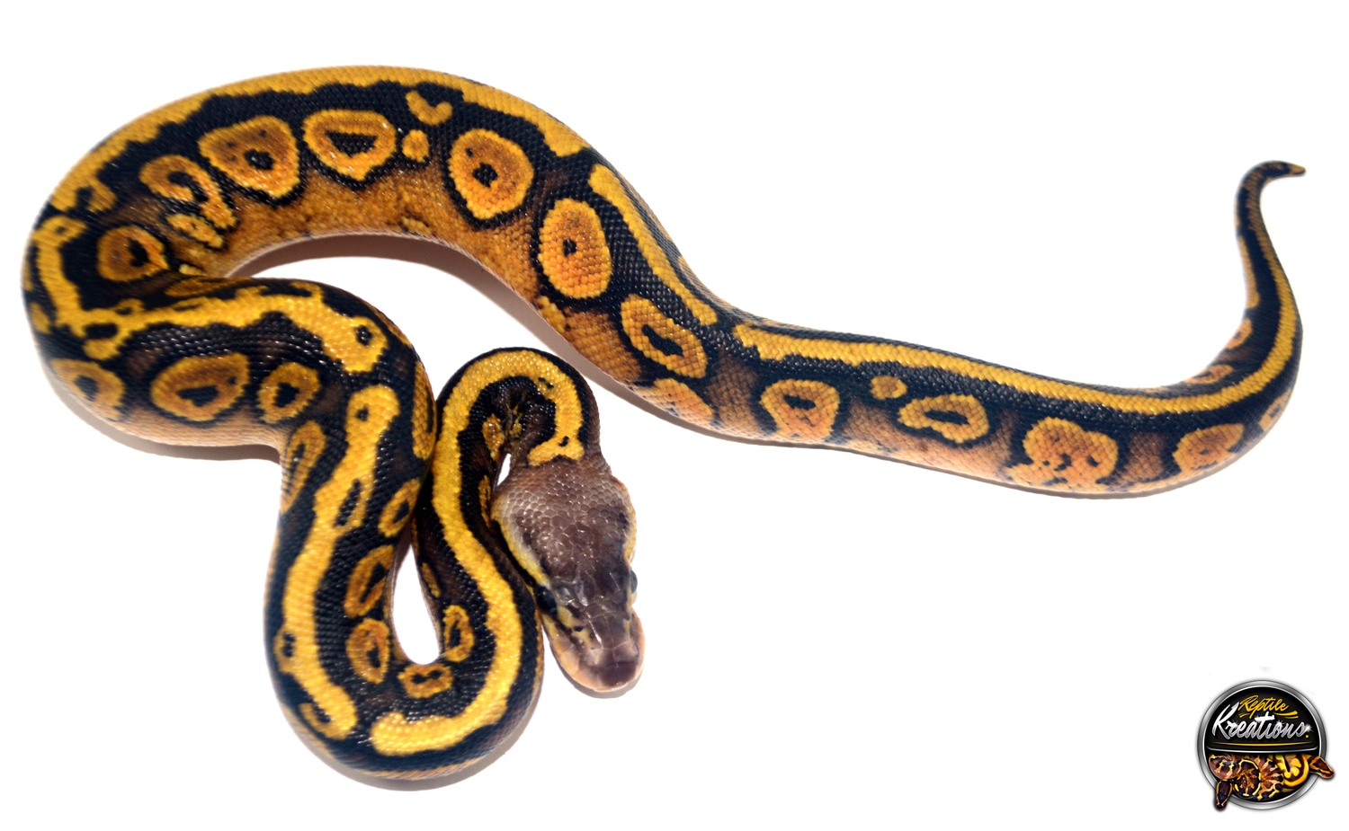 Pastel Mahogany Ball Python by ReptileKreations - MorphMarket