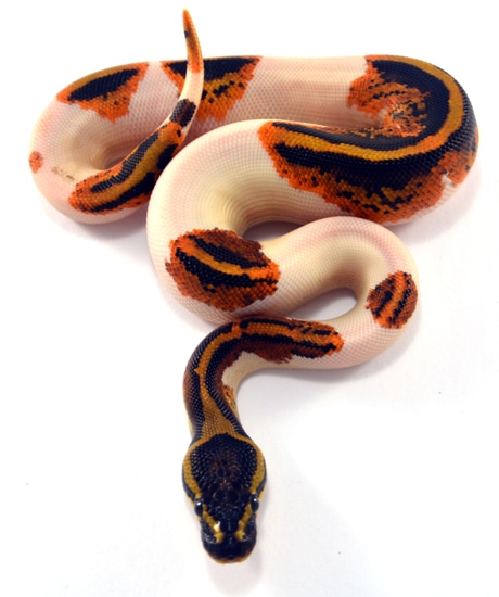 Asphalt Or Yellowbelly Piebald Ball Python by ReptileKreations