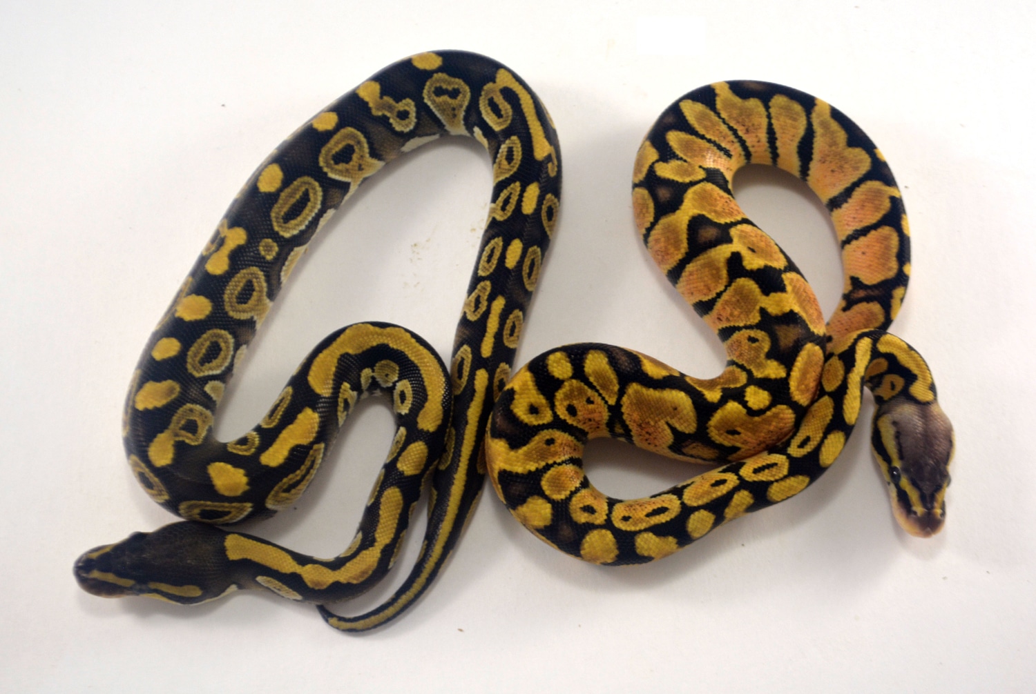 Mojave Pastel 50% Het Monsoon 100% Het Hypo - Pair Ball Python by ...