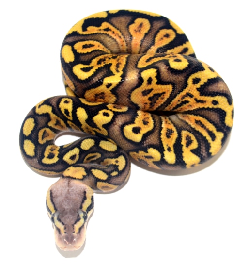 Super Pastel GHI Ball Python by ReptileKreations