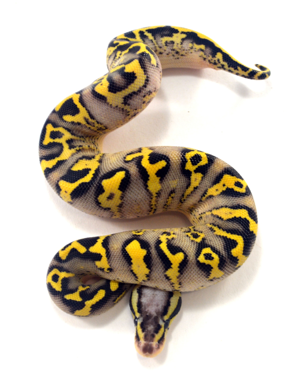 Firefly Freeway Ball Python by ReptileKreations - MorphMarket