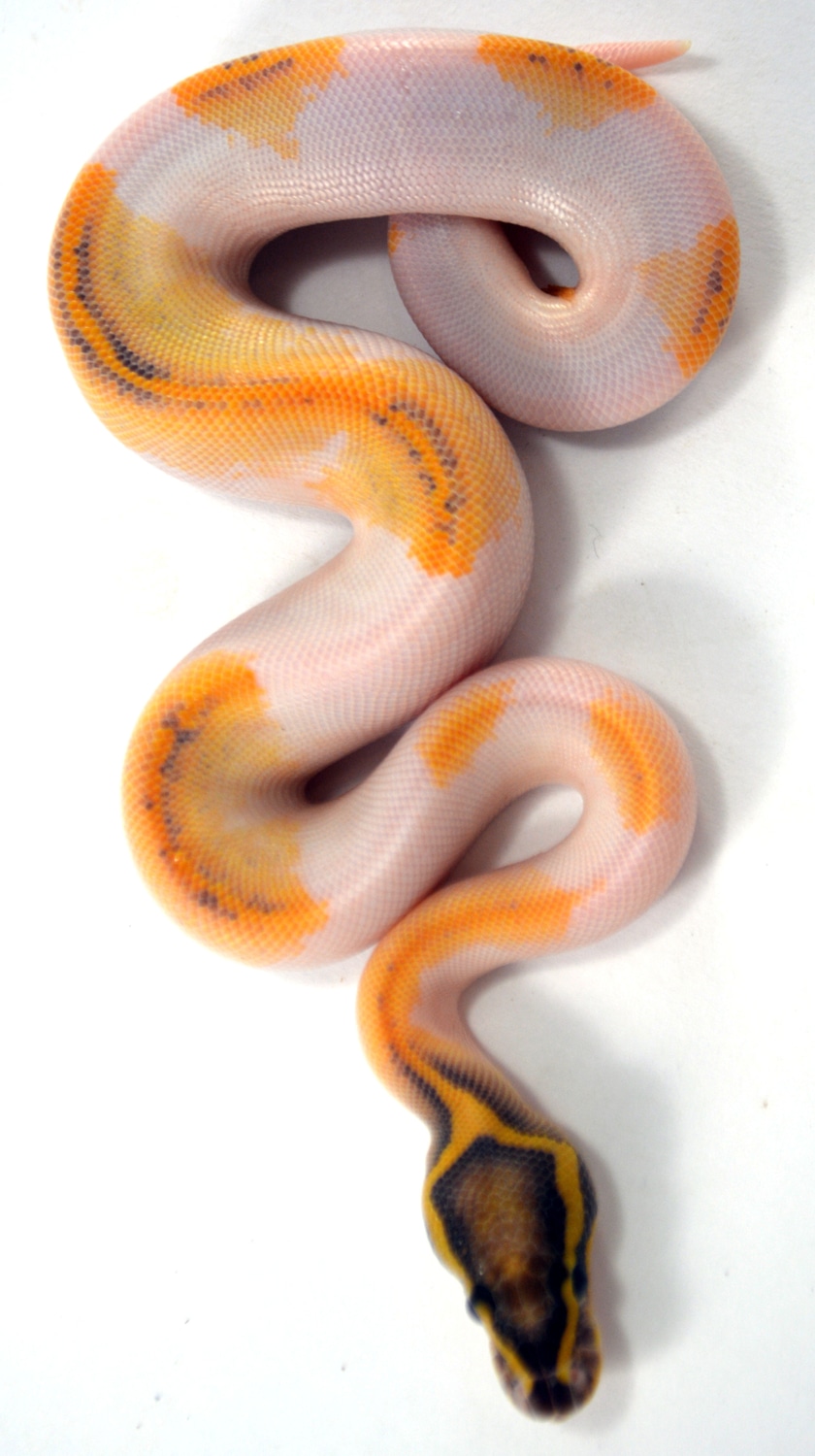 Highway Piebald Ball Python by ReptileKreations - MorphMarket