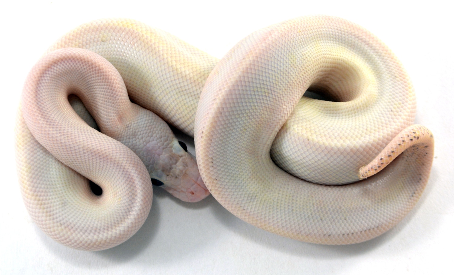 Ivory Pastel Hidden Gene Woma Ball Python by ReptileKreations - MorphMarket