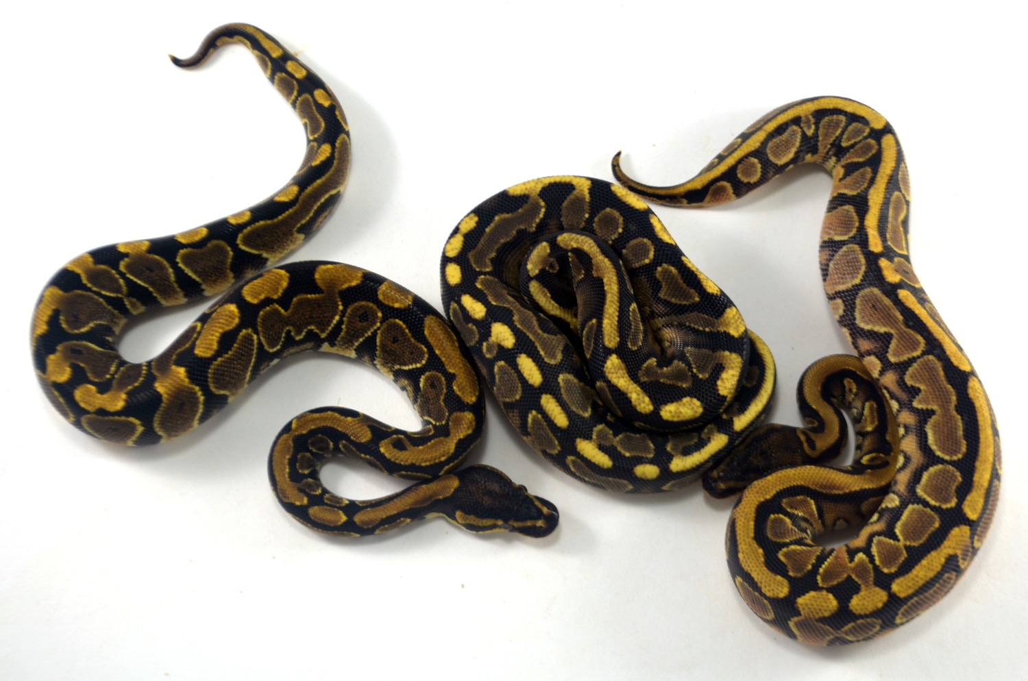 Asphalt Or Yellowbelly Hidden Gene Woma - Trio Ball Python by ...