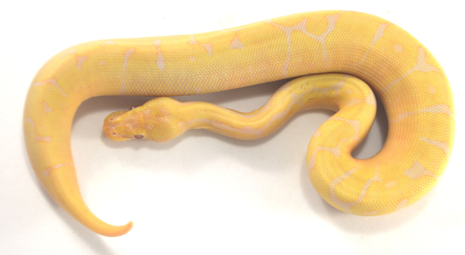 Candy Spider - Pure Ball Python by ReptileKreations - MorphMarket