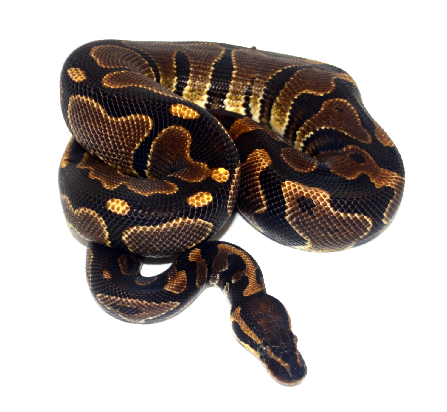 Asphalt / Yellowbelly Het Piebald Ball Python by ReptileKreations ...