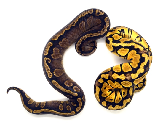 PAIR - Mahogany GHI, Pastel YB Ball Python by ReptileKreations