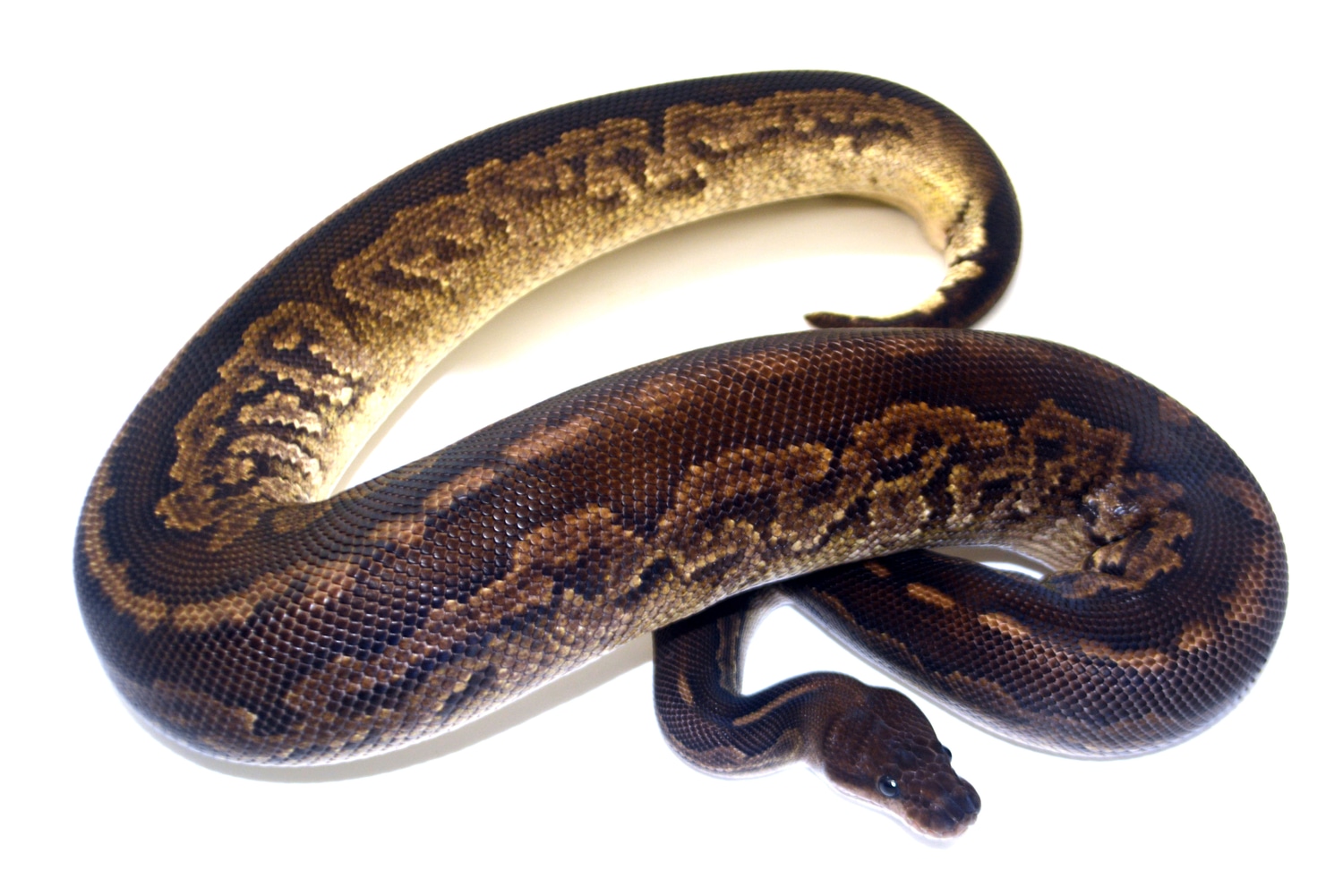 Mahogany Mojave Cinnamon Ball Python by ReptileKreations - MorphMarket