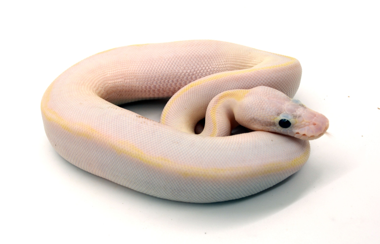 Ivory Super Pastel Pos. HGWG Ball Python by ReptileKreations - MorphMarket