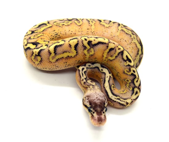 Inferno Freeway Ball Python by ReptileKreations