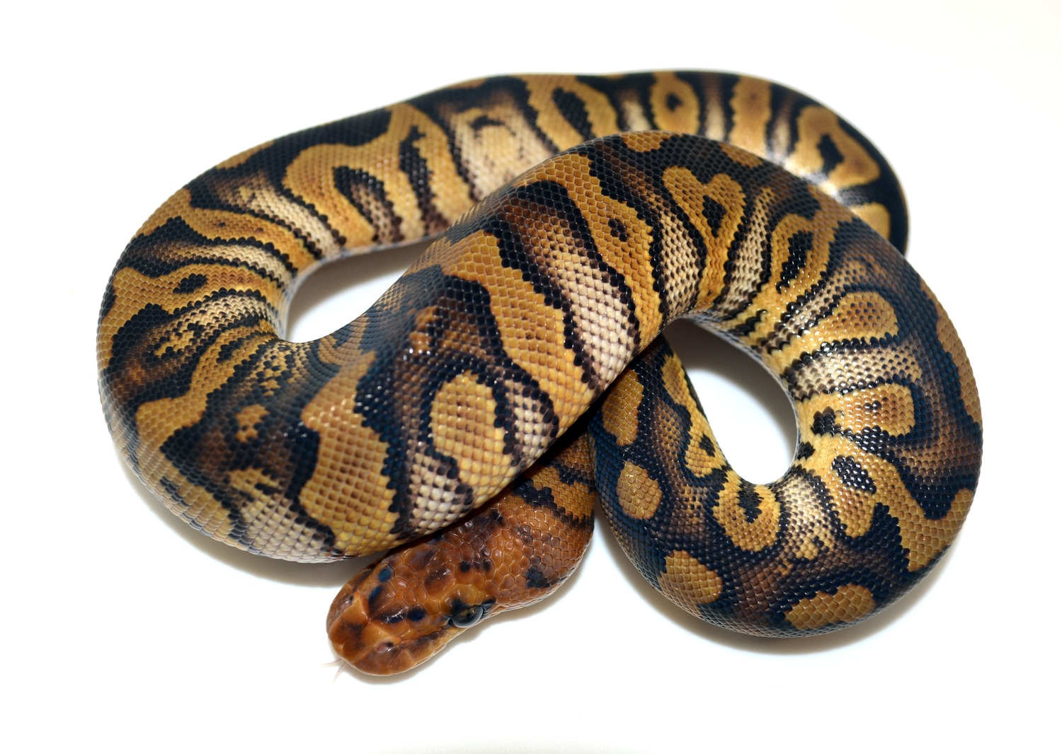 Stranger Clown Ball Python by ReptileKreations - MorphMarket
