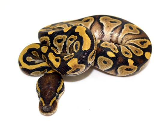 Mojave 66% Het Puzzle Ball Python by ReptileKreations