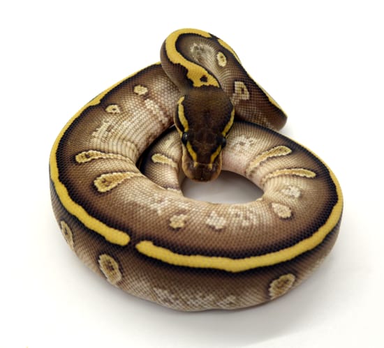 Stranger Lesser Het Clown Ball Python by ReptileKreations