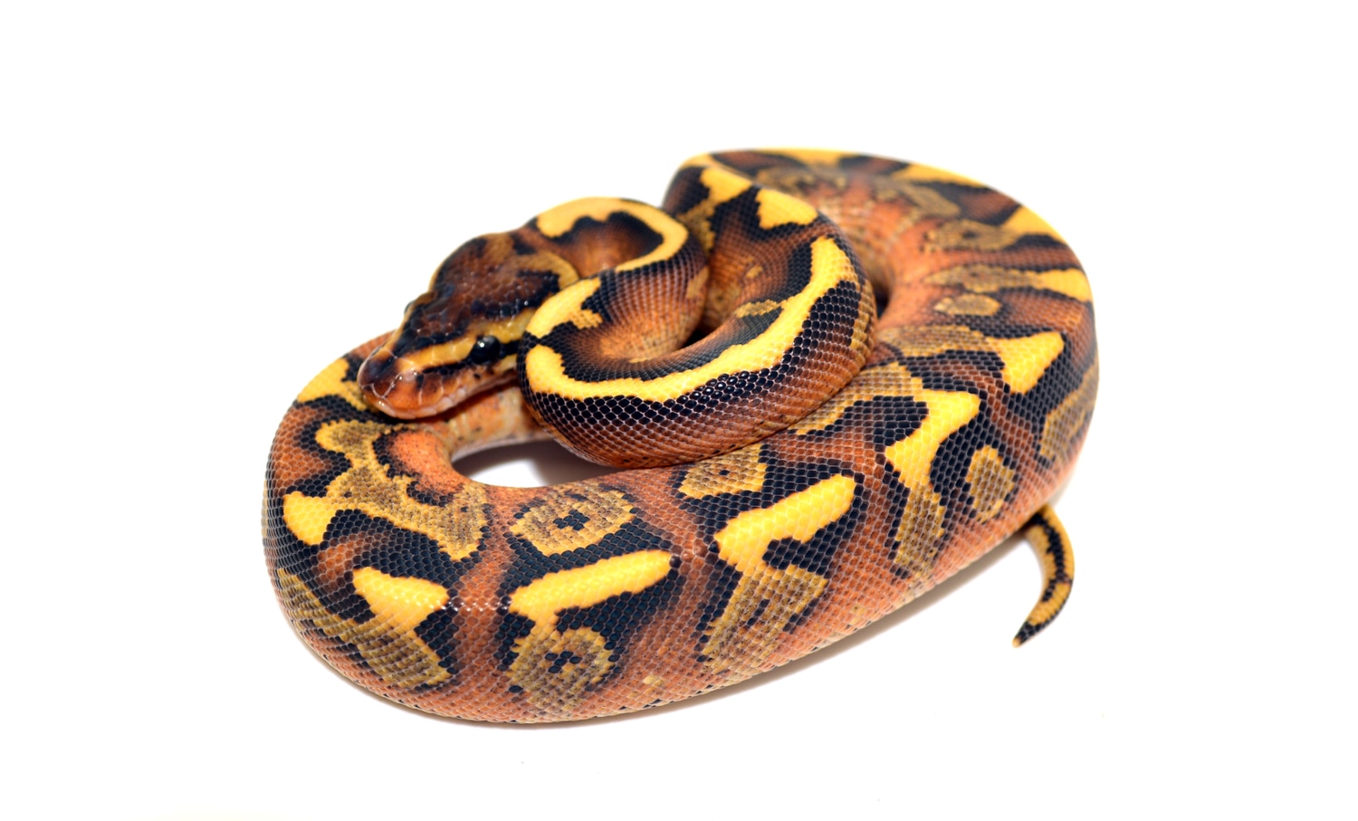 HGWG Freeway Ball Python by ReptileKreations - MorphMarket