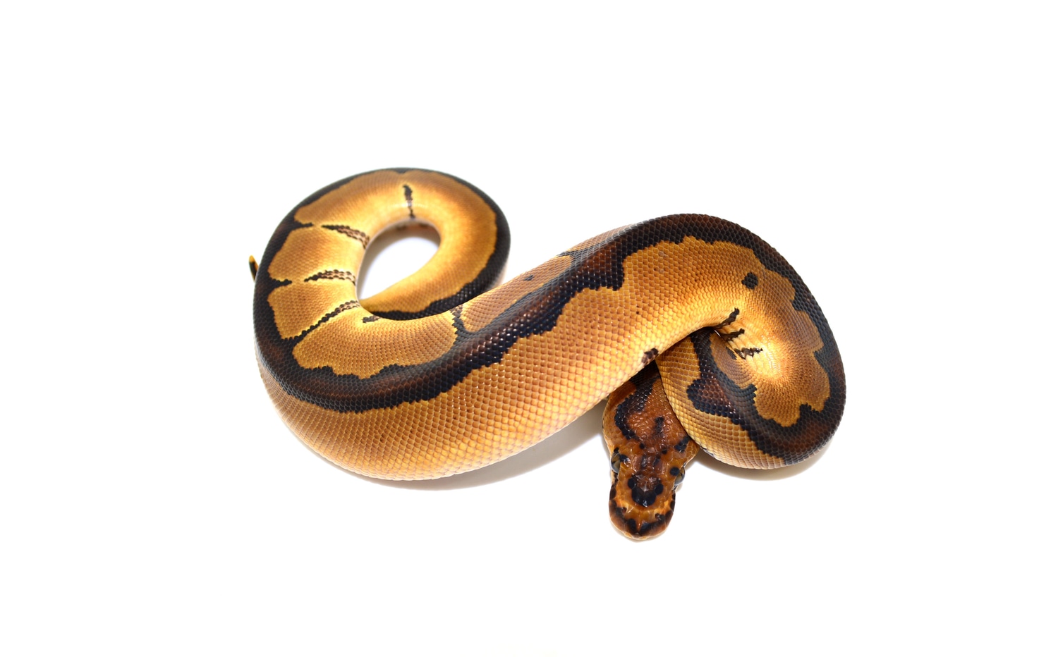 Blade Clown 66% Het Piebald Ball Python by ReptileKreations - MorphMarket