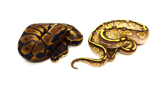 Pair - Leo Het Clown, Lesser Het Clown Ball Python by ReptileKreations