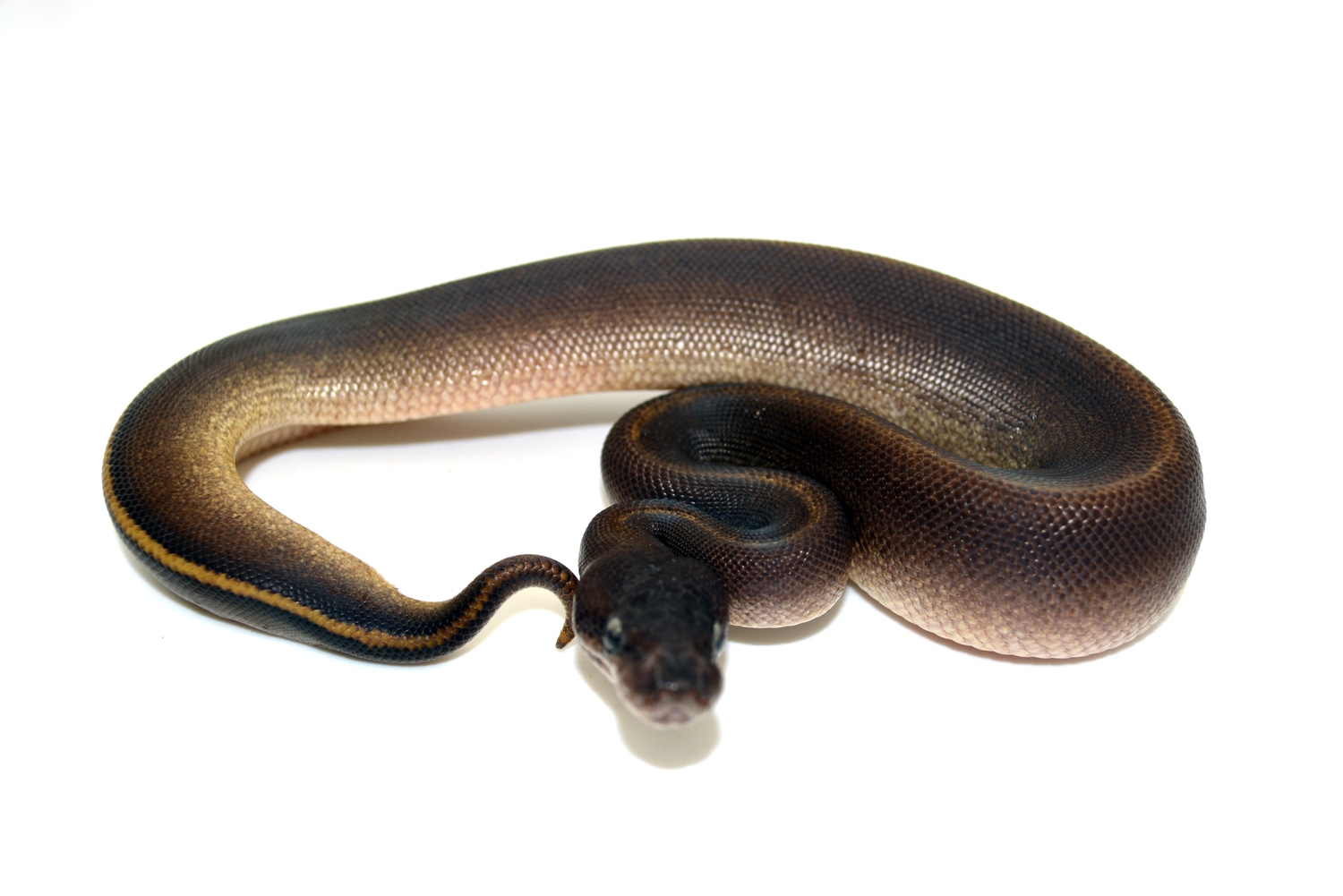 Suma Ball Python by ReptileKreations - MorphMarket