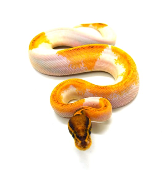 Highway Piebald Ball Python by ReptileKreations