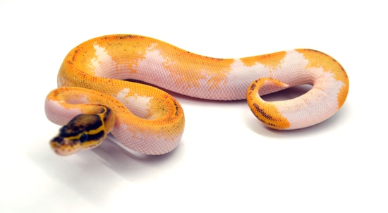 Highway Piebald Ball Python by ReptileKreations