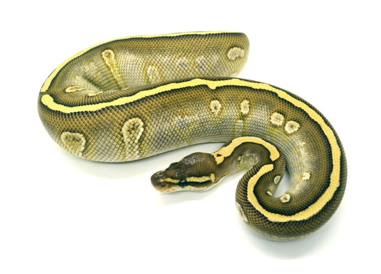 Stranger Lesser Het Clown Ball Python by ReptileKreations