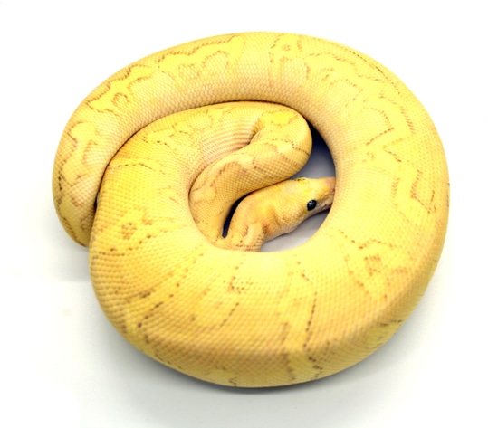 Firefly Lesser Stranger Clown Ball Python by ReptileKreations