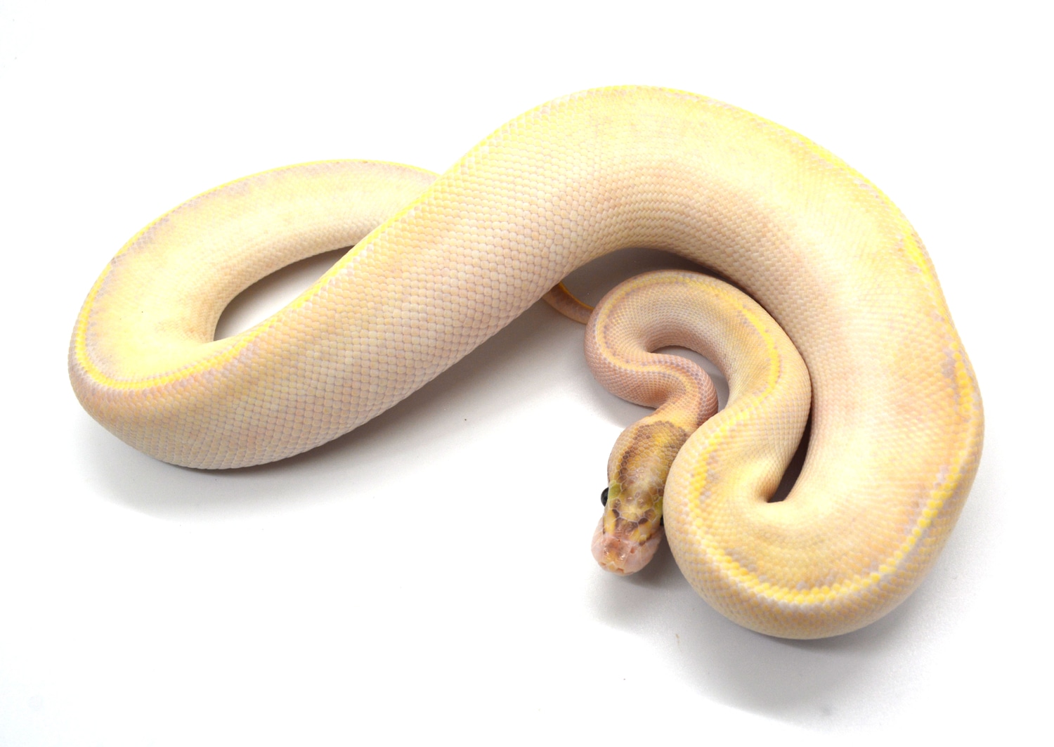 Ivory Ball Python by ReptileKreations - MorphMarket