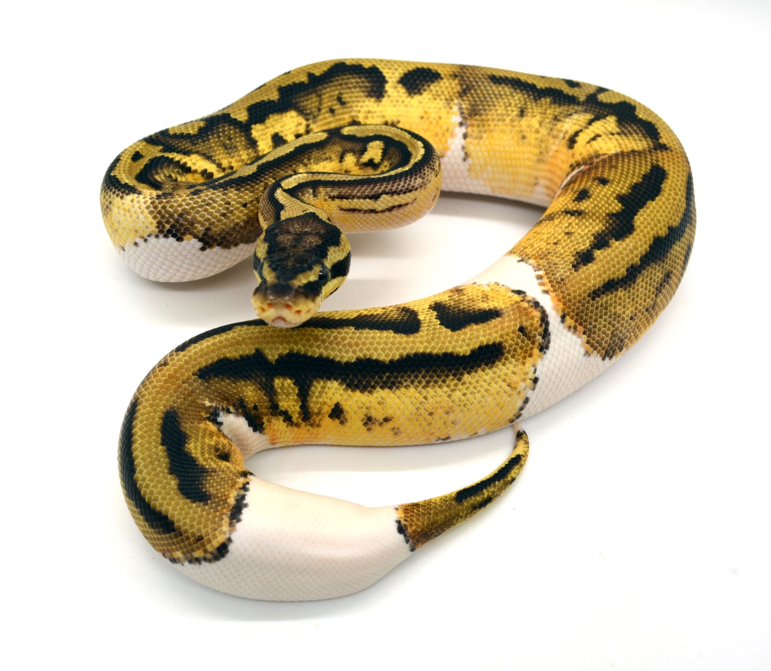 Pastel Piebald Ball Python by ReptileKreations - MorphMarket
