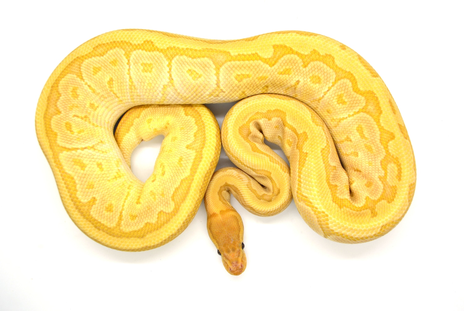 Ultramel Mojave Pinstripe Ball Python by ReptileKreations - MorphMarket