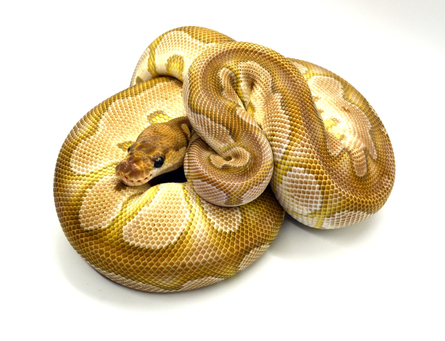 Mojave Clown Ball Python by ReptileKreations - MorphMarket