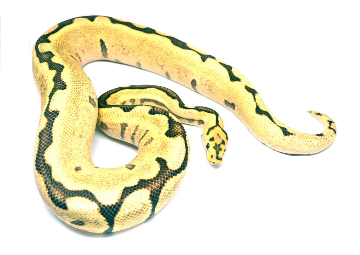 Desert Ghost Spider Crypton Ball Python by ReptileKreations - MorphMarket