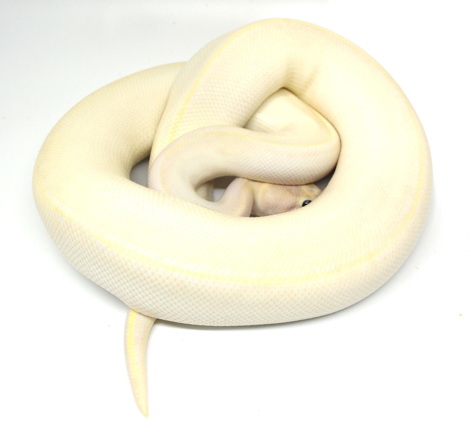 Ivory Het Piebald Ball Python by ReptileKreations - MorphMarket