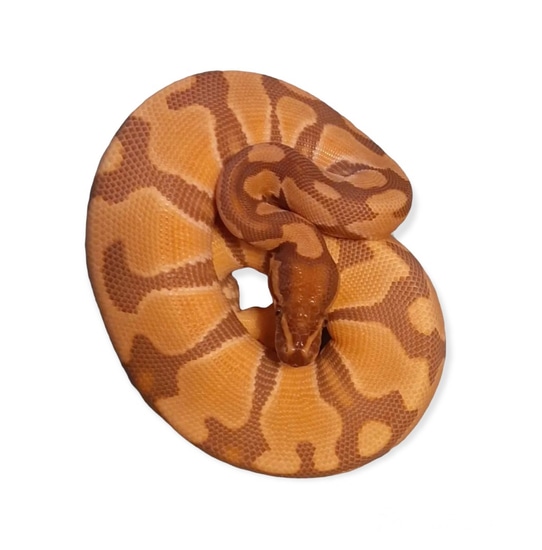 Ultramel Orange Dream Het Cryptic Ball Python by ReptileKreations