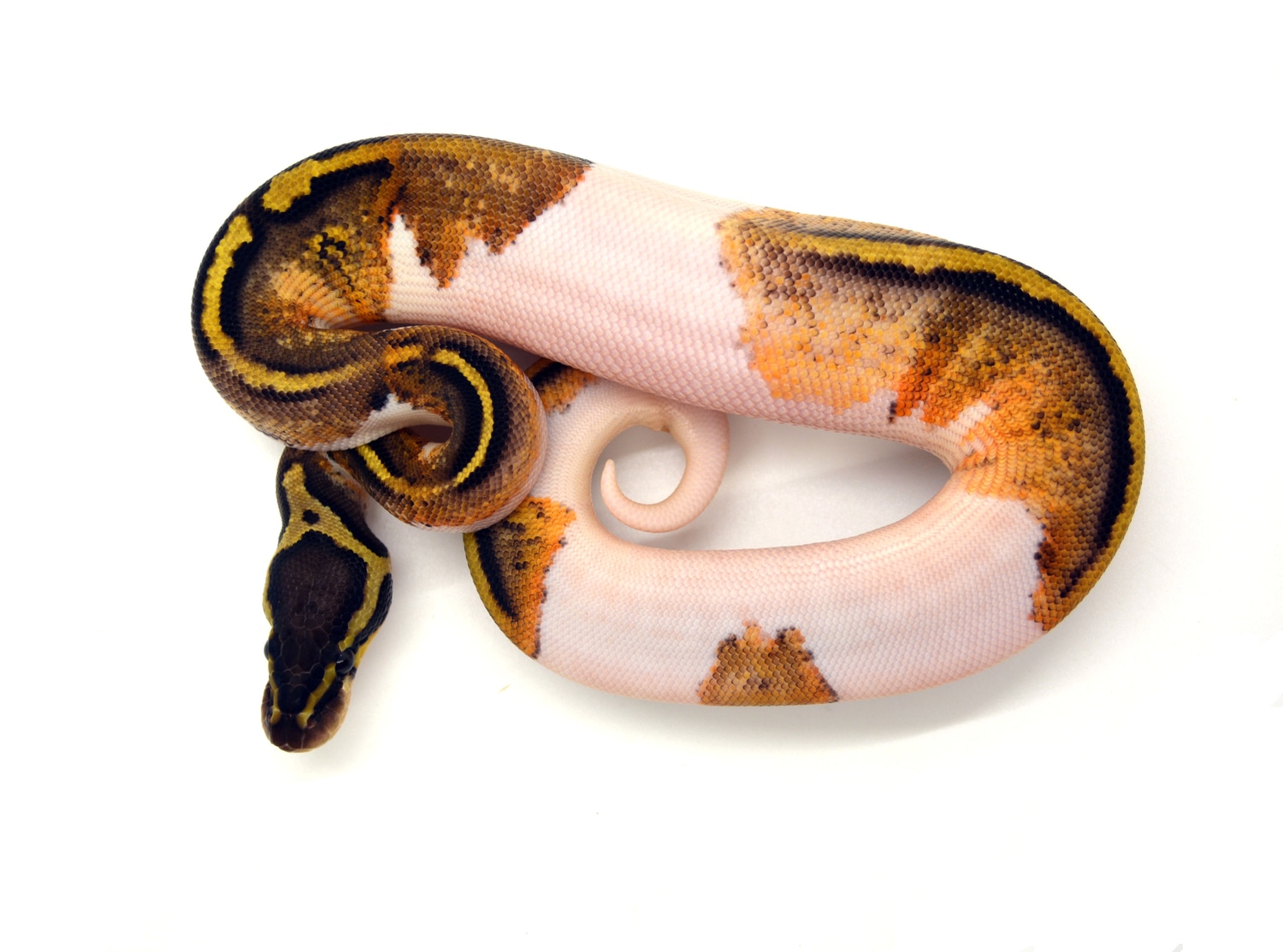 Asphalt / YB Pastel Piebald Ball Python by ReptileKreations - MorphMarket