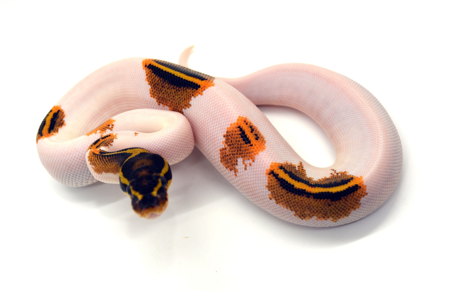 Freeway Piebald Ball Python by ReptileKreations - MorphMarket