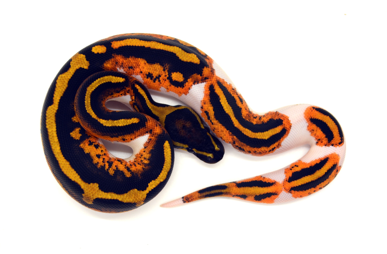 Asphalt / YB Piebald Ball Python by ReptileKreations - MorphMarket