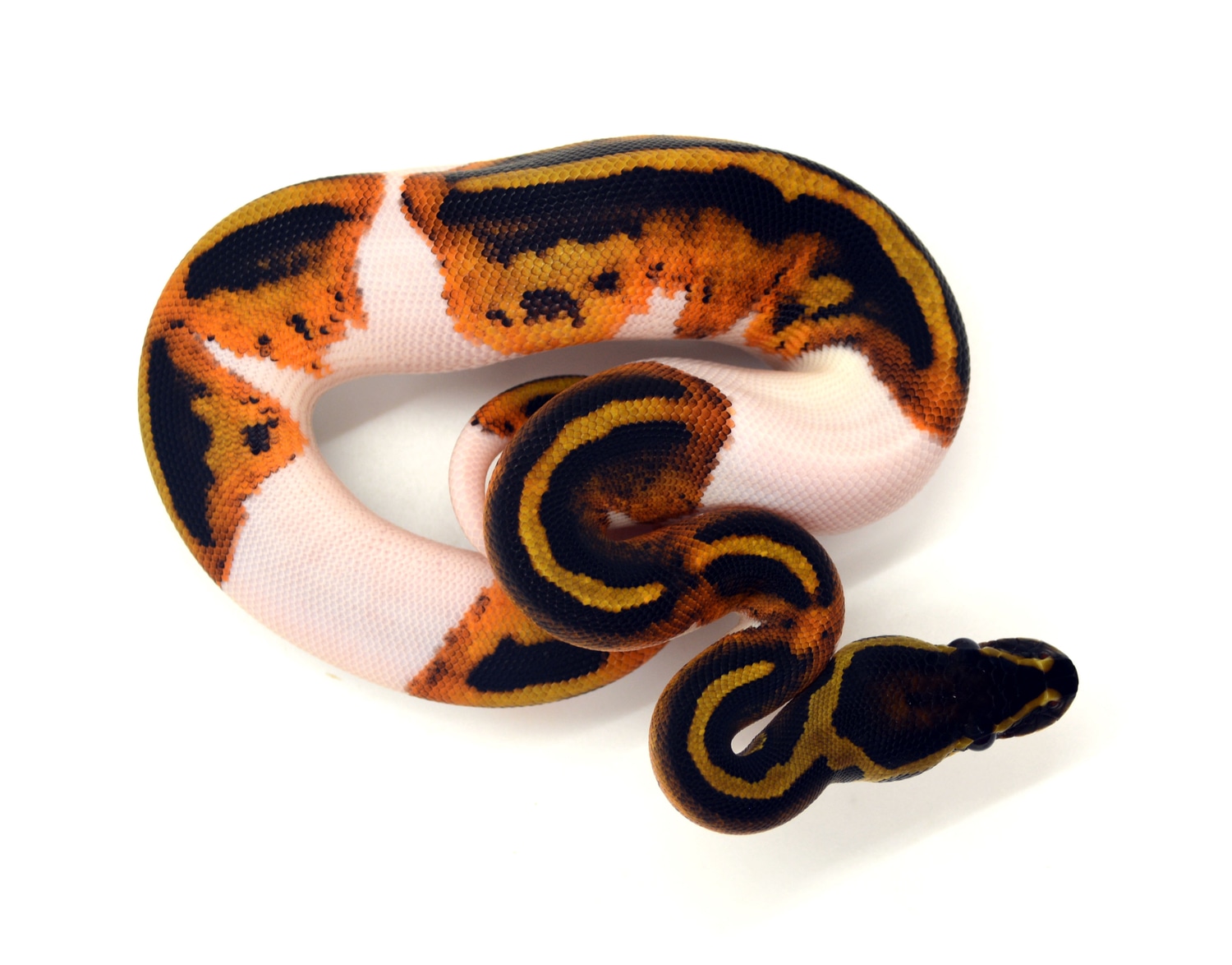Asphalt / YB Piebald Ball Python by ReptileKreations - MorphMarket