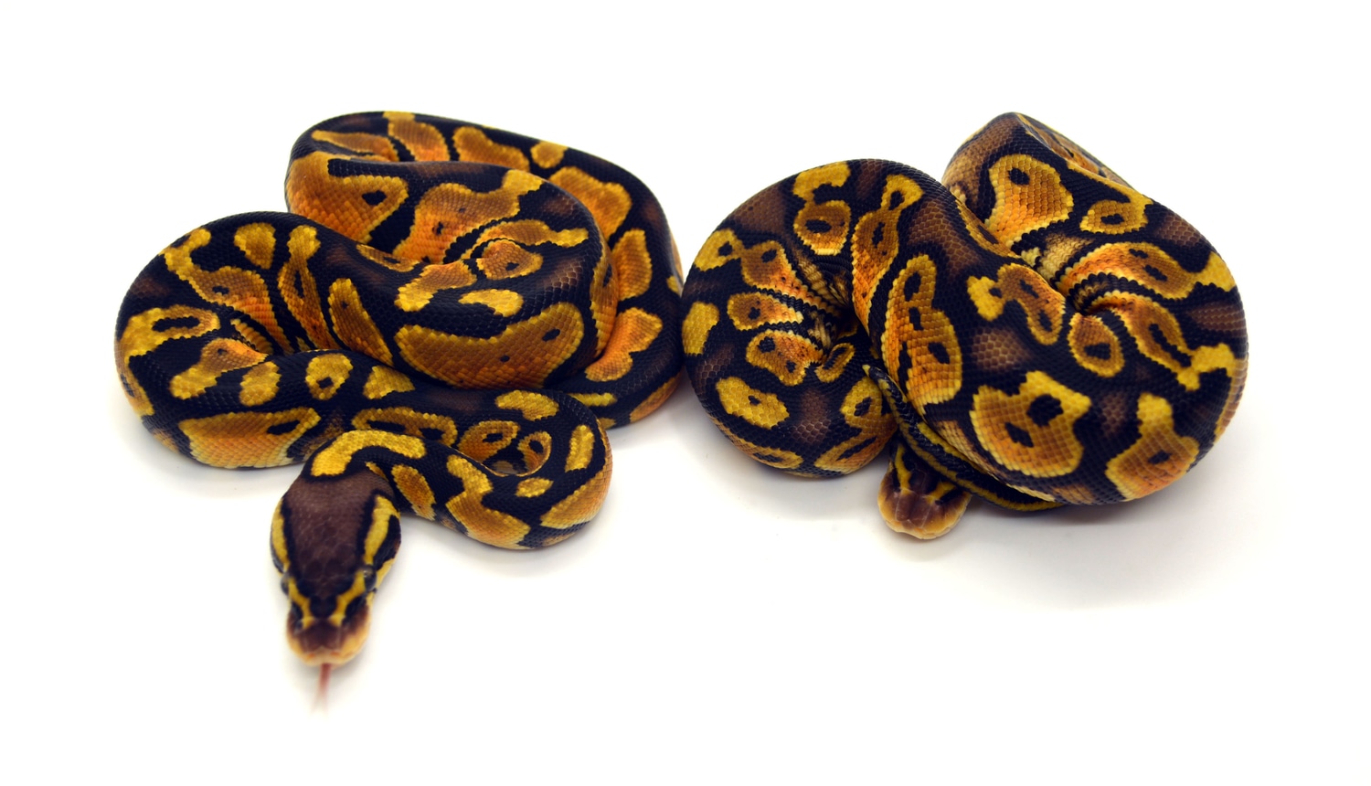 Pair - Pastel Het Ultramel 66% Het Clown Ball Python by ReptileKreations - MorphMarket