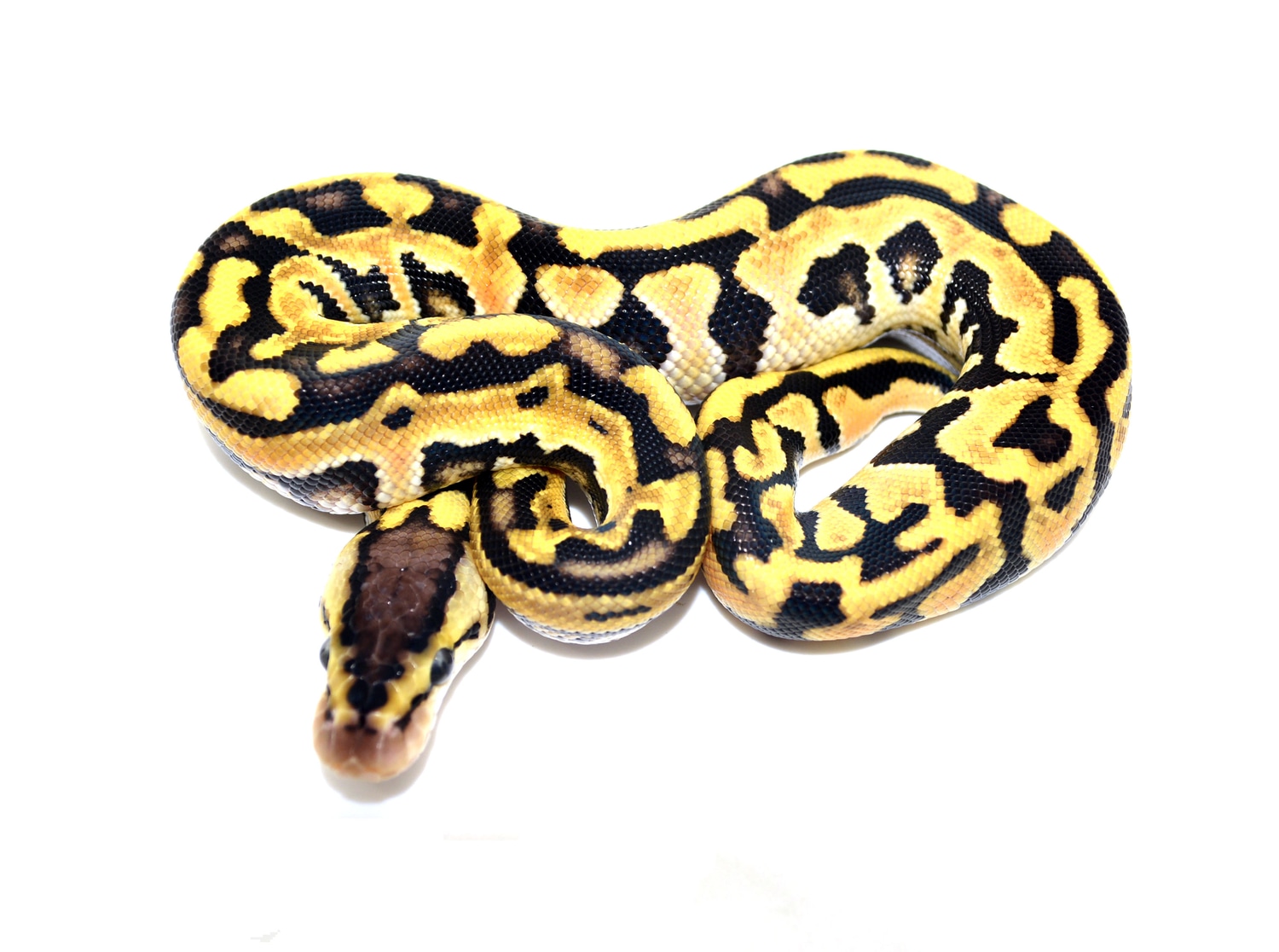 Pastel Puzzle Ball Python by ReptileKreations - MorphMarket