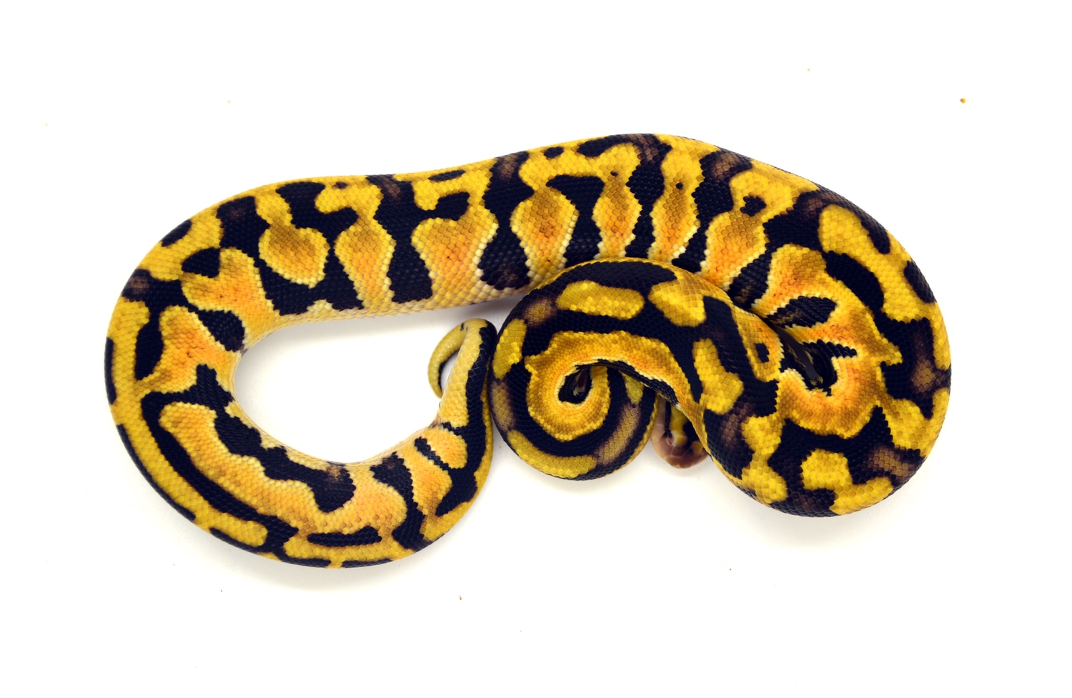 Pastel Puzzle Ball Python by ReptileKreations - MorphMarket