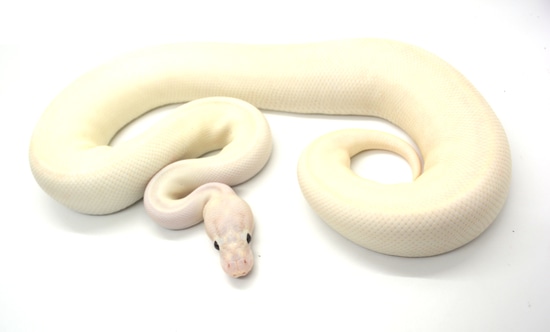 Banana Ivory Ball Python by ReptileKreations