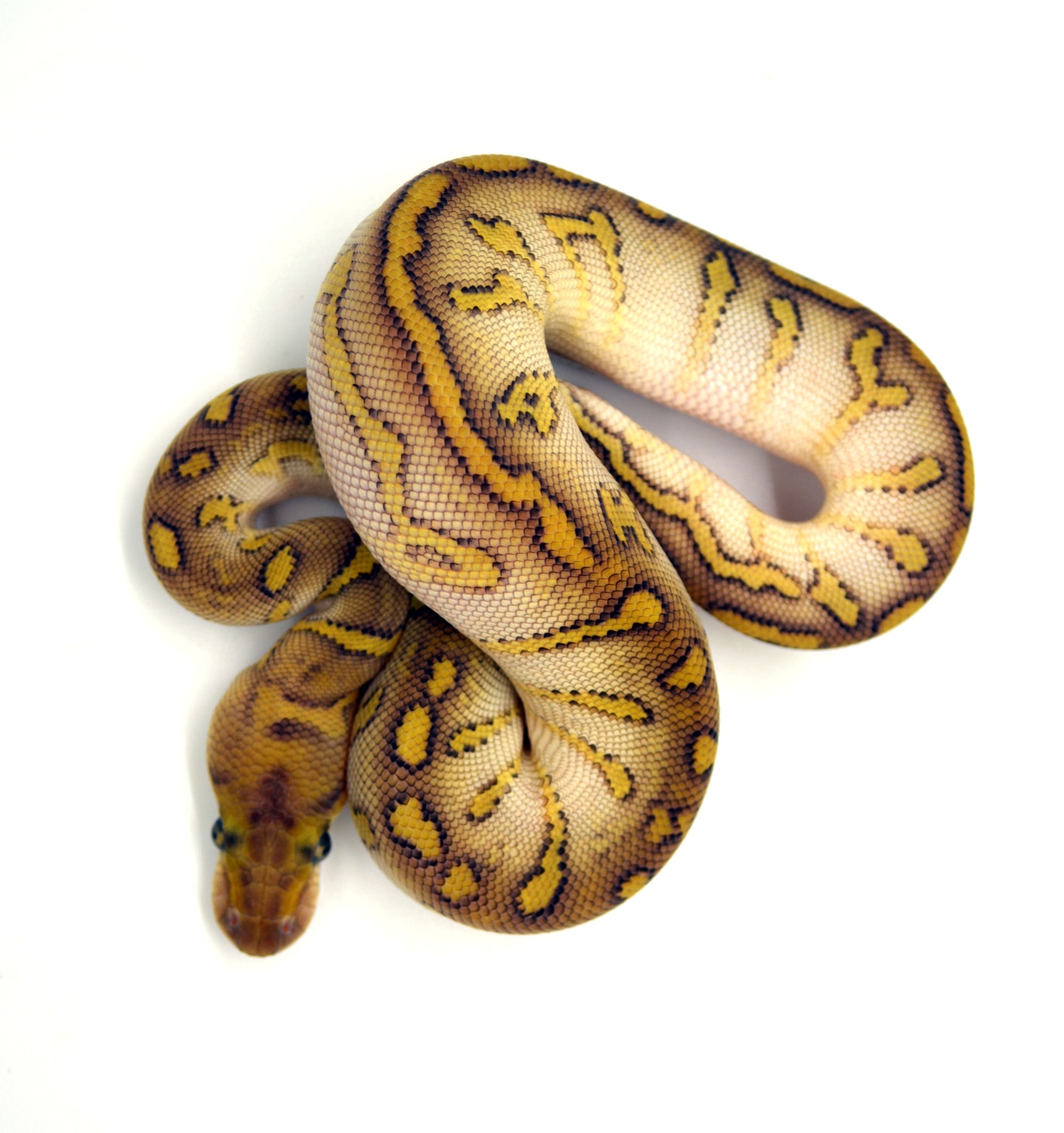 Stranger Pastel Lesser Clown Ball Python by ReptileKreations - MorphMarket