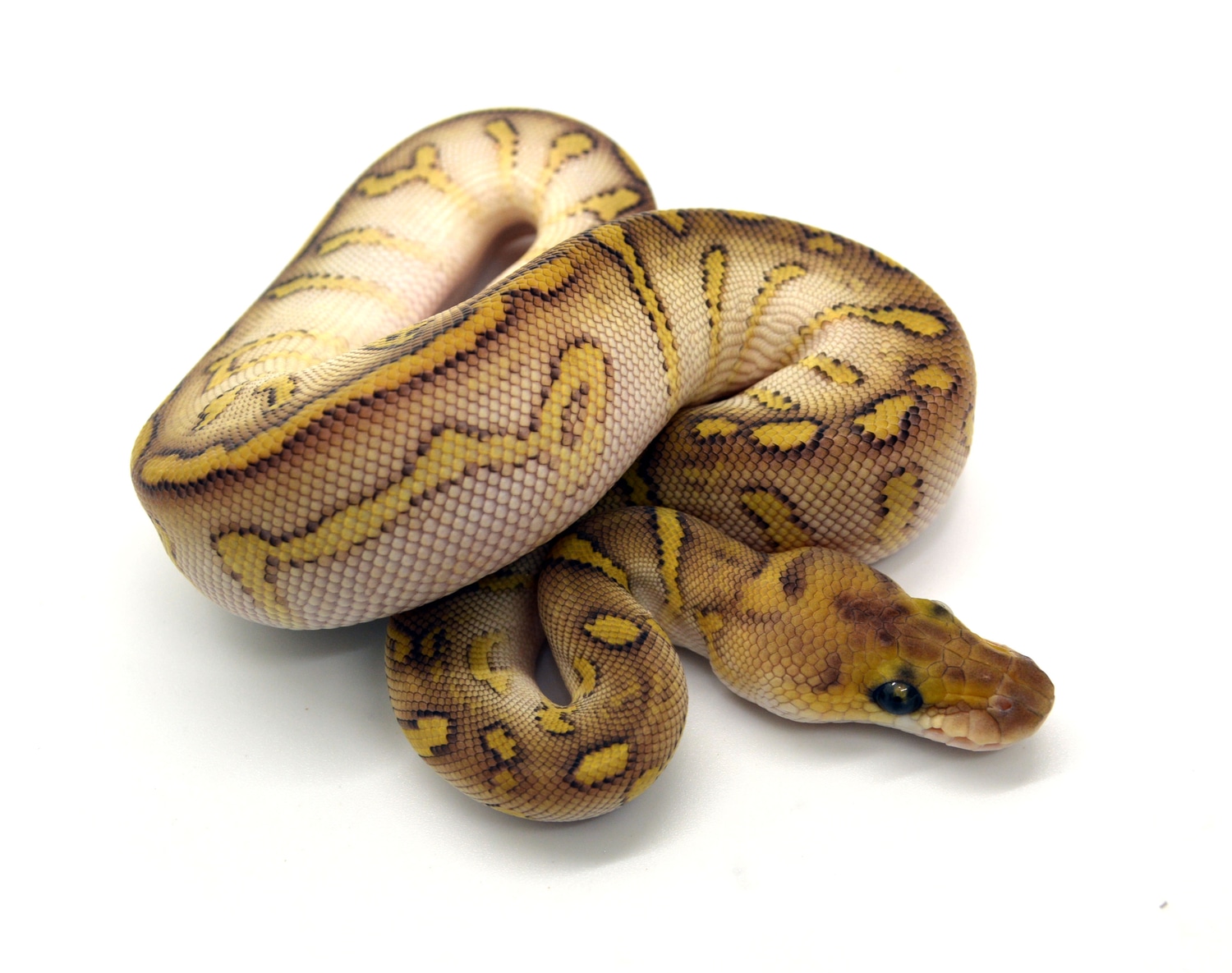 Stranger Pastel Lesser Clown Ball Python by ReptileKreations - MorphMarket