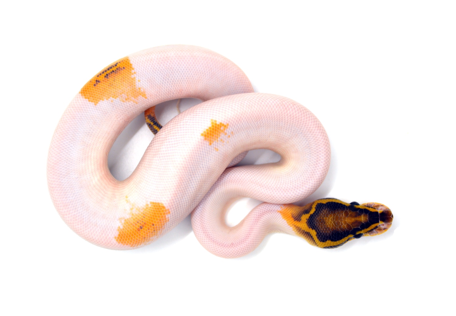 Highway Piebald Ball Python by ReptileKreations - MorphMarket