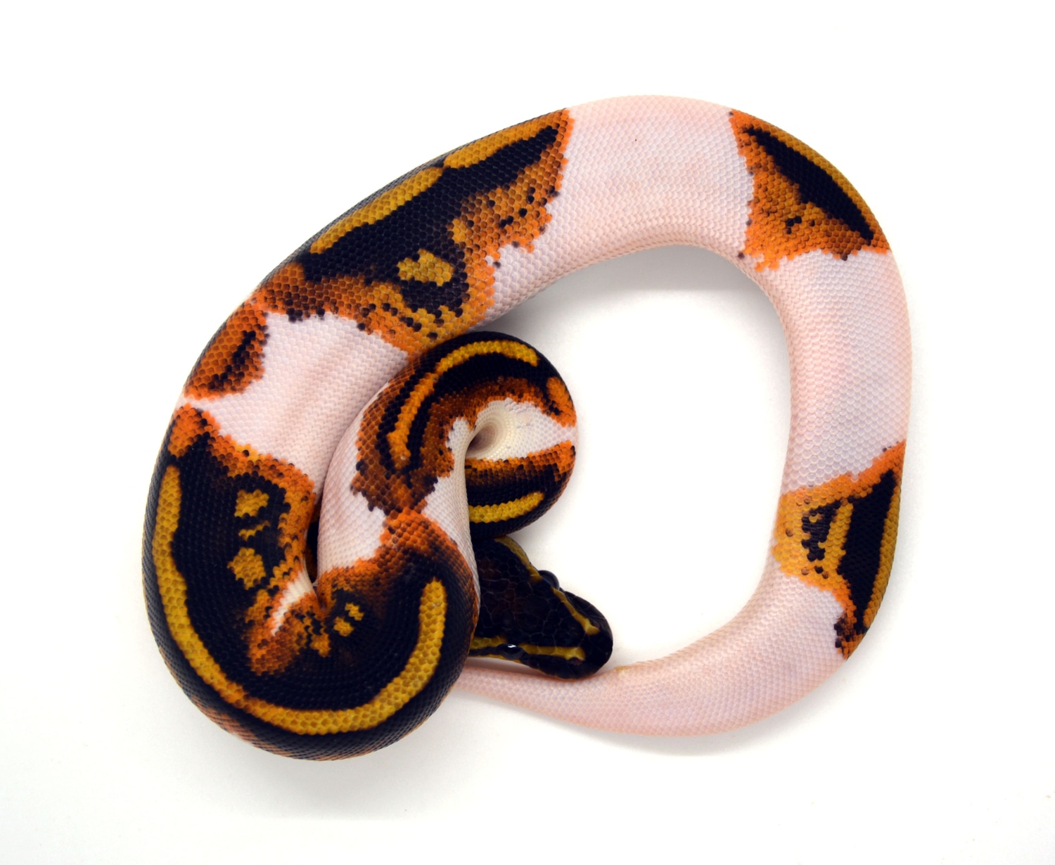 Asphalt / YB Piebald Ball Python by ReptileKreations - MorphMarket