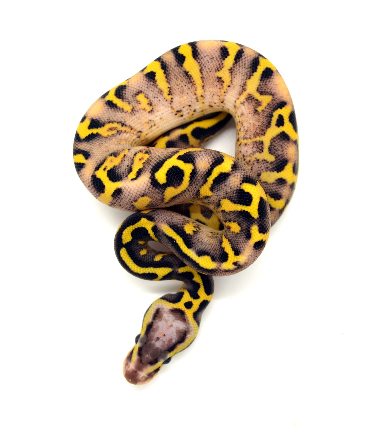 Super Pastel Freeway Ball Python by ReptileKreations - MorphMarket